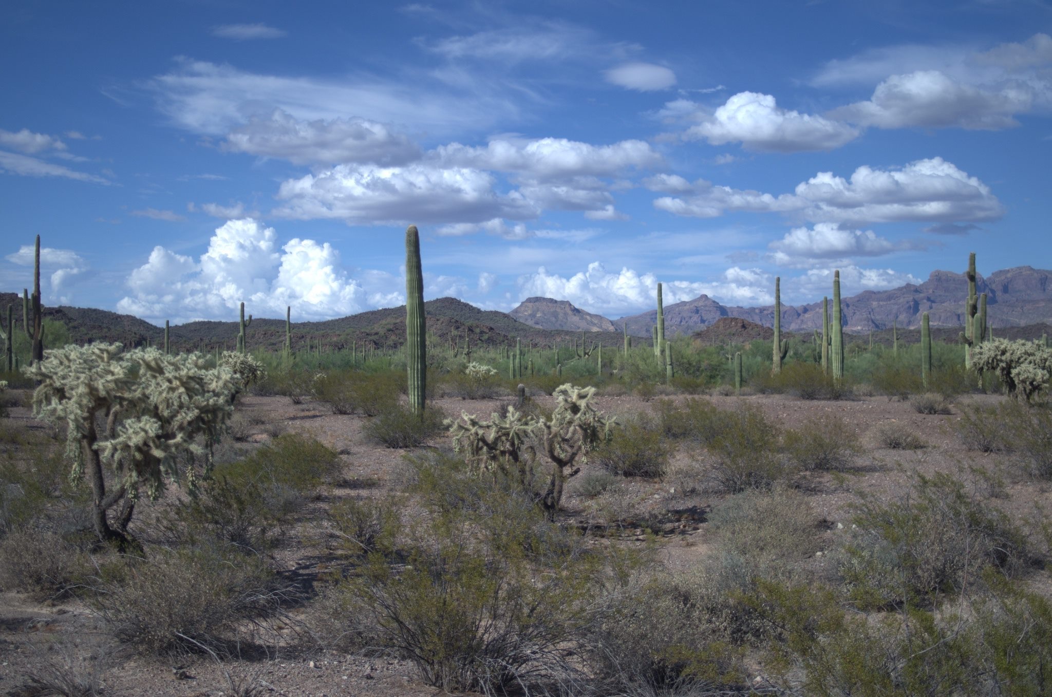 The Pinacate and Great Altar Desert Biosphere Reserve landscapes ...